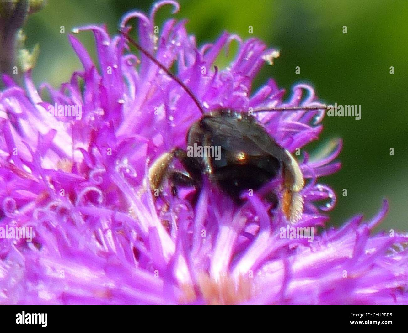 Melissodes bimaculatus hi-res stock photography and images - Alamy