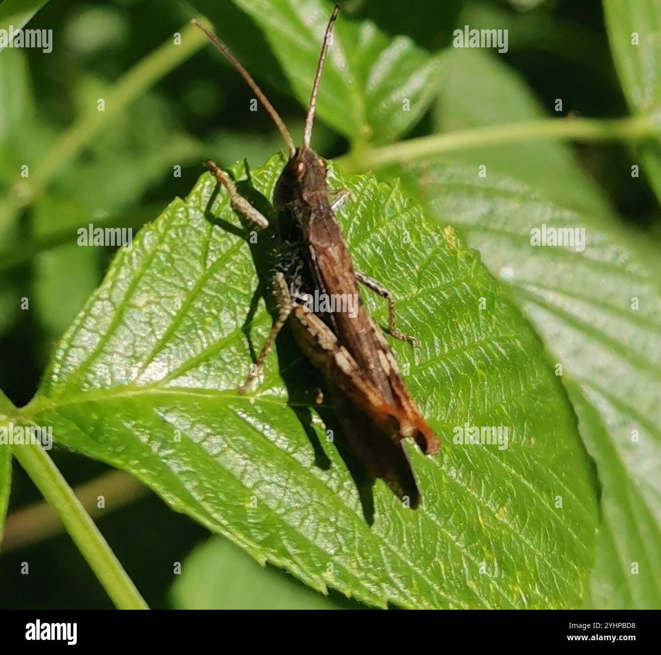Common Field Grasshopper (Chorthippus brunneus Stock Photo - Alamy