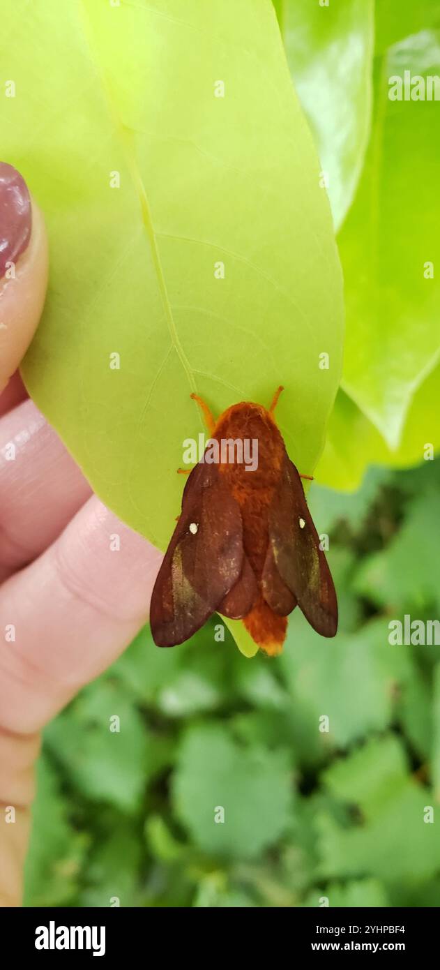 Pink striped oakworm hi-res stock photography and images - Alamy