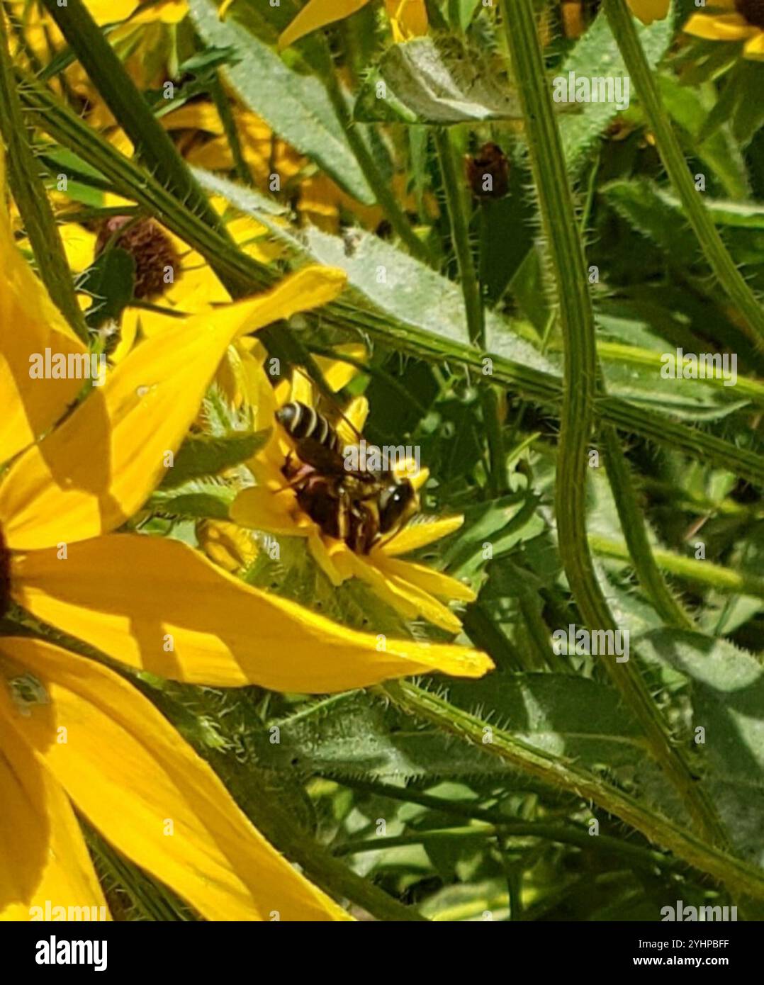 Pugnacious leafcutter bee hi-res stock photography and images - Alamy