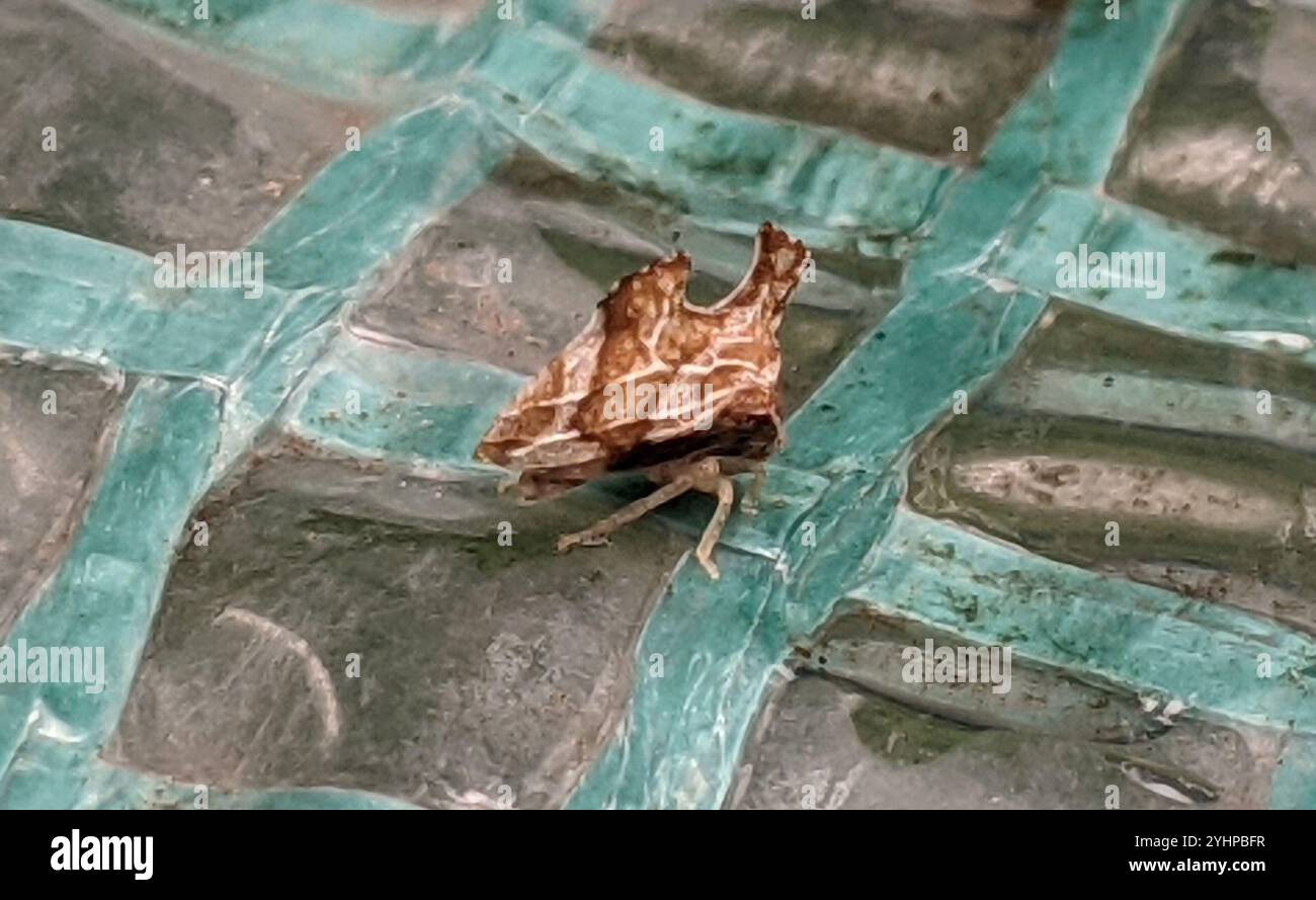 Keeled Treehopper (Entylia carinata Stock Photo - Alamy