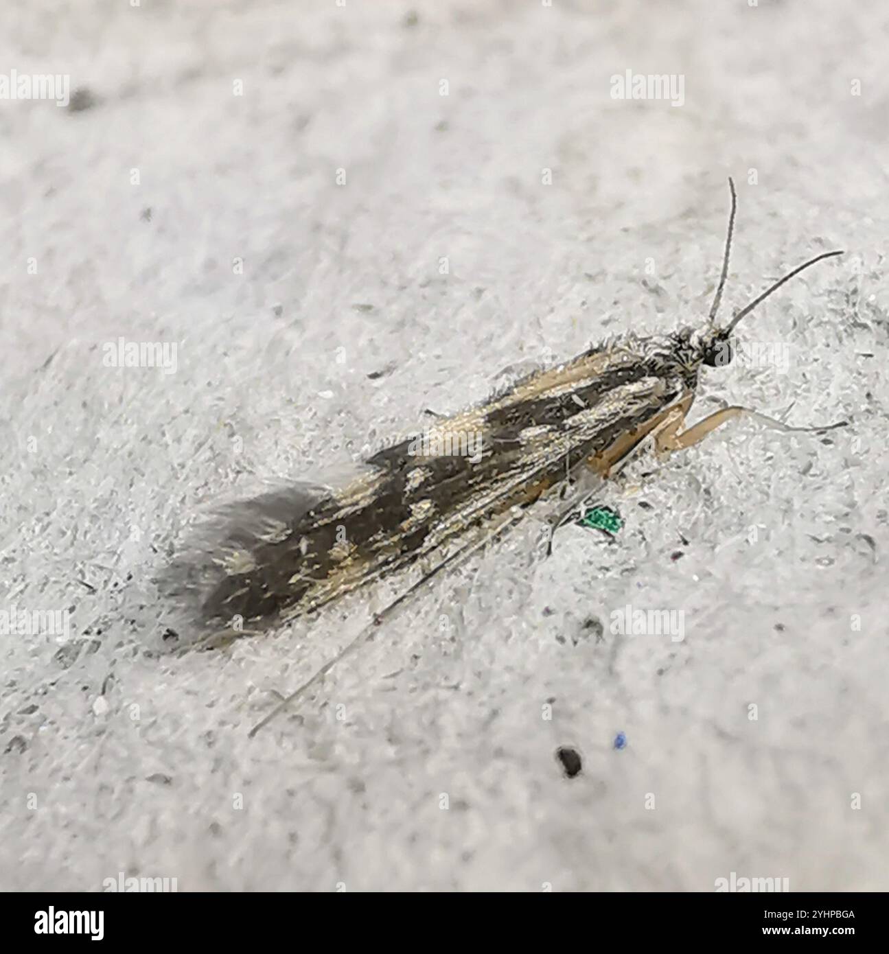Salt and Pepper Microcaddisfly (Agraylea multipunctata Stock Photo - Alamy