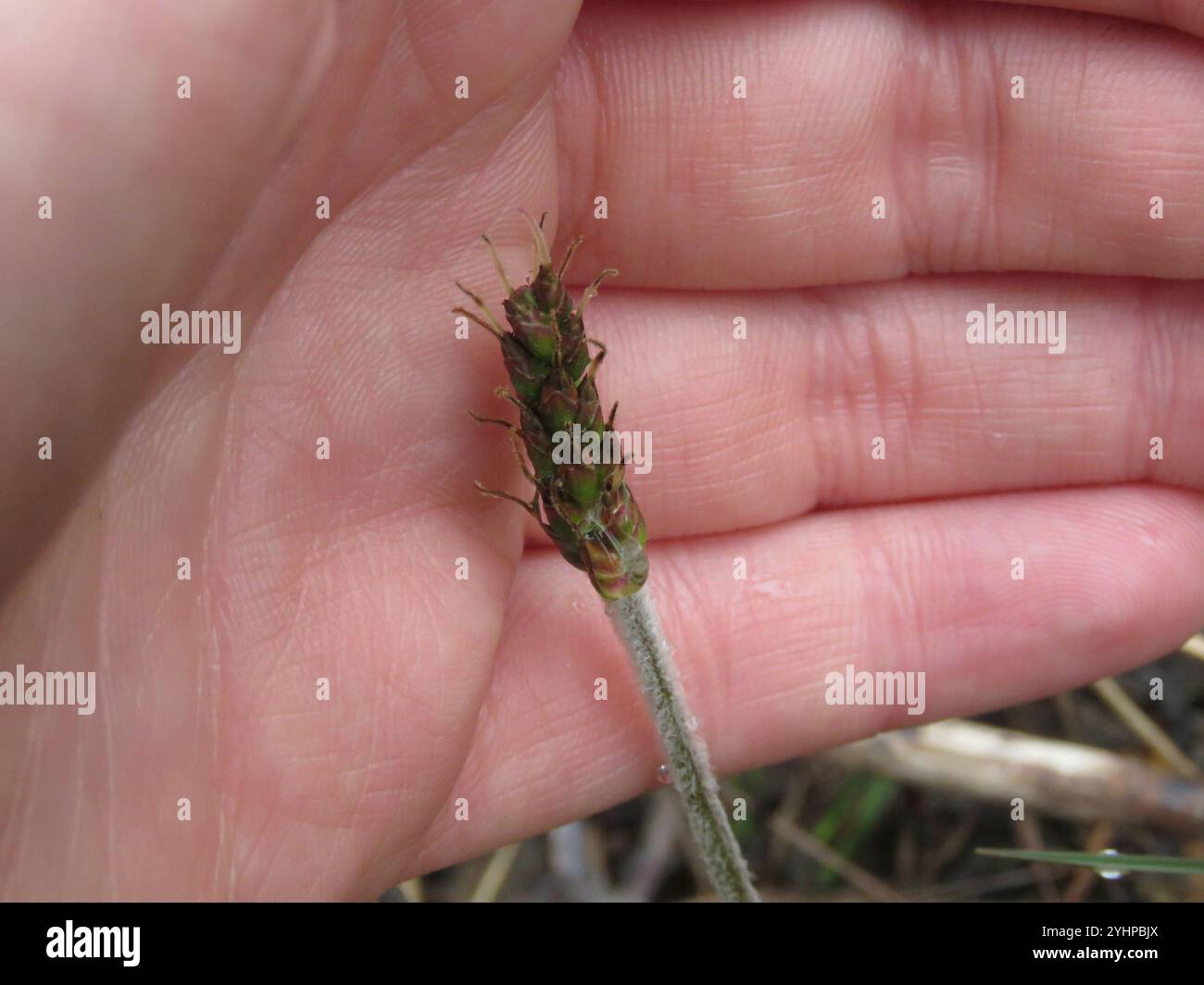 Alaska Plantain (Plantago macrocarpa Stock Photo - Alamy