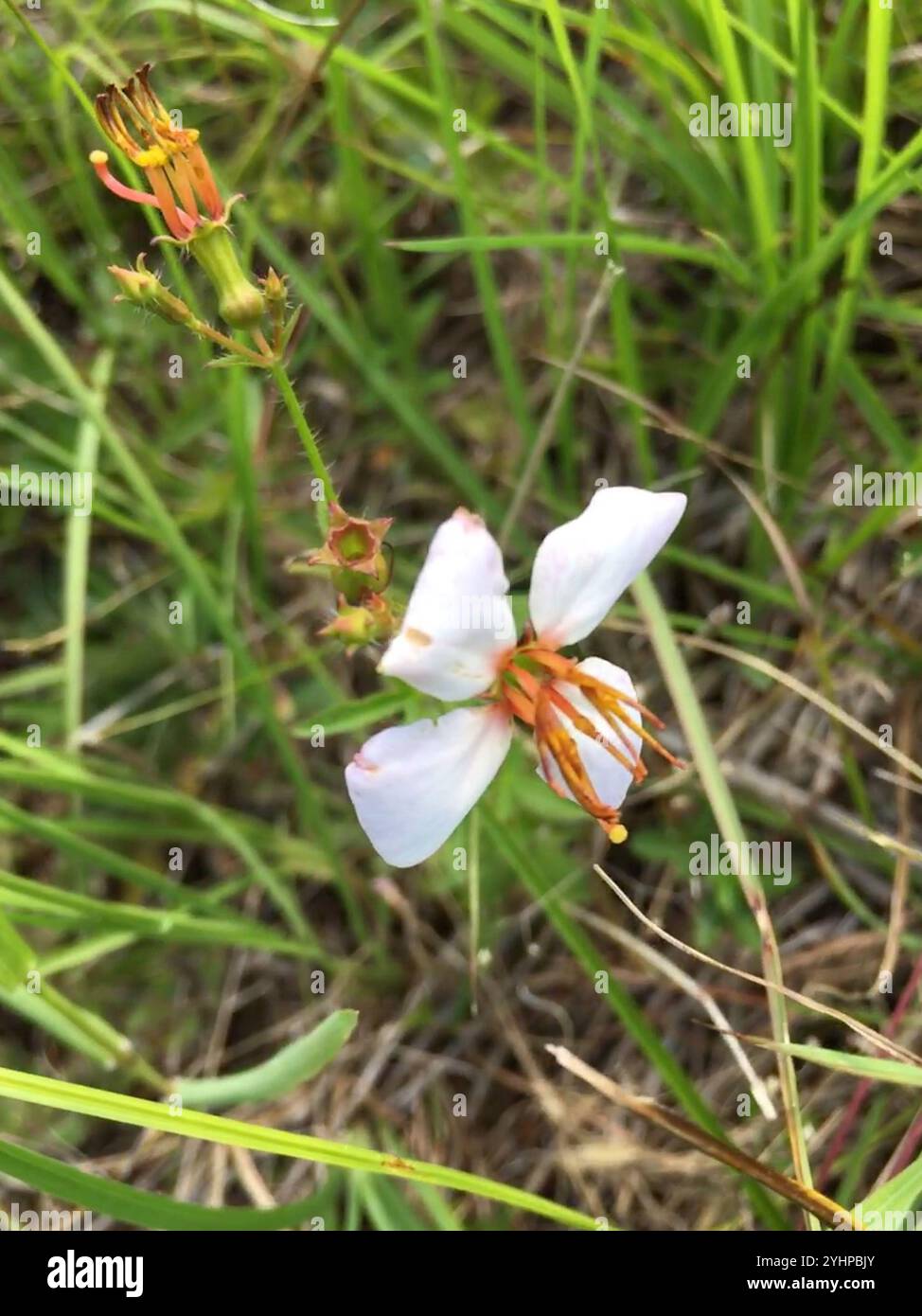 Maryland meadowbeauty (Rhexia mariana Stock Photo - Alamy