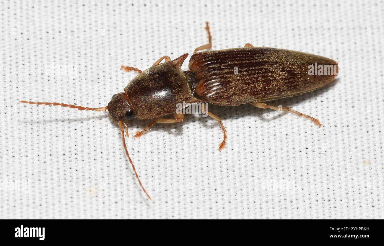 Monocrepidius hi-res stock photography and images - Alamy