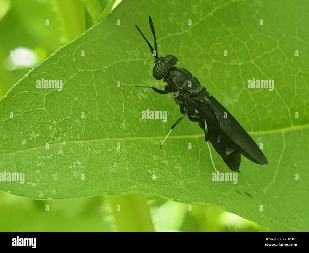 Black Soldier Fly (Hermetia illucens Stock Photo - Alamy