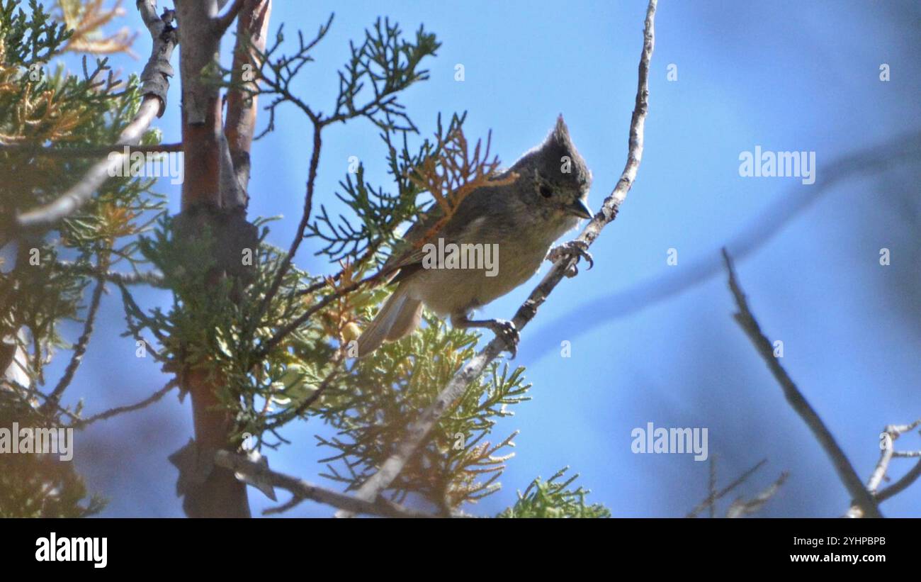 Juniper Titmouse (Baeolophus ridgwayi Stock Photo - Alamy
