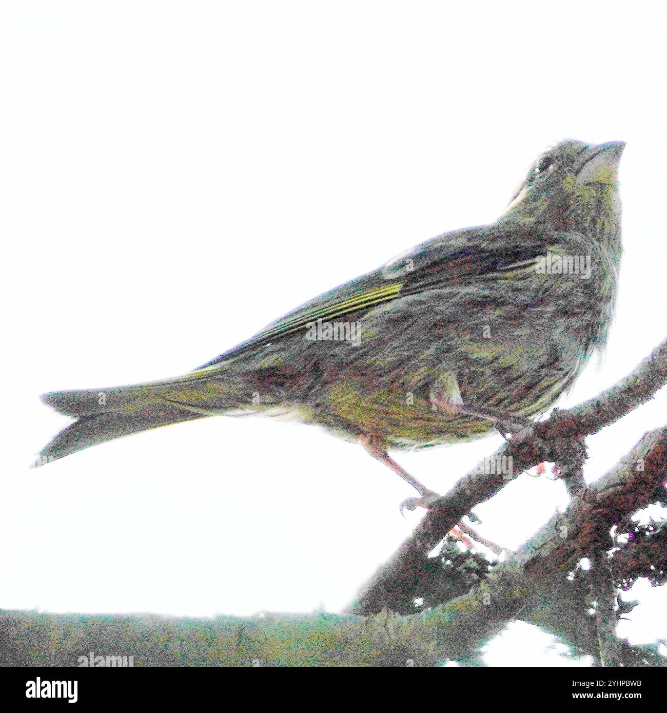 European Greenfinch (Chloris chloris Stock Photo - Alamy