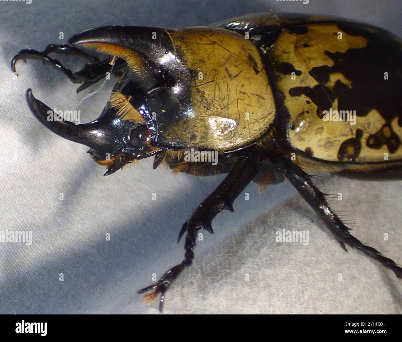 Eastern Hercules Beetle (Dynastes tityus Stock Photo - Alamy