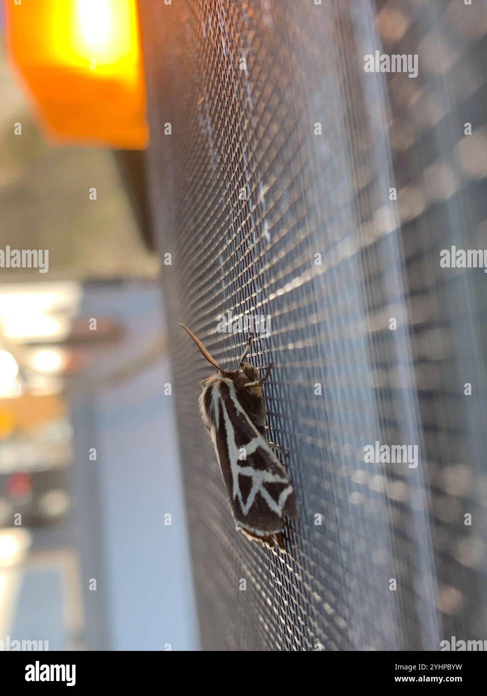 Williams' Tiger Moth (Apantesis williamsii Stock Photo - Alamy