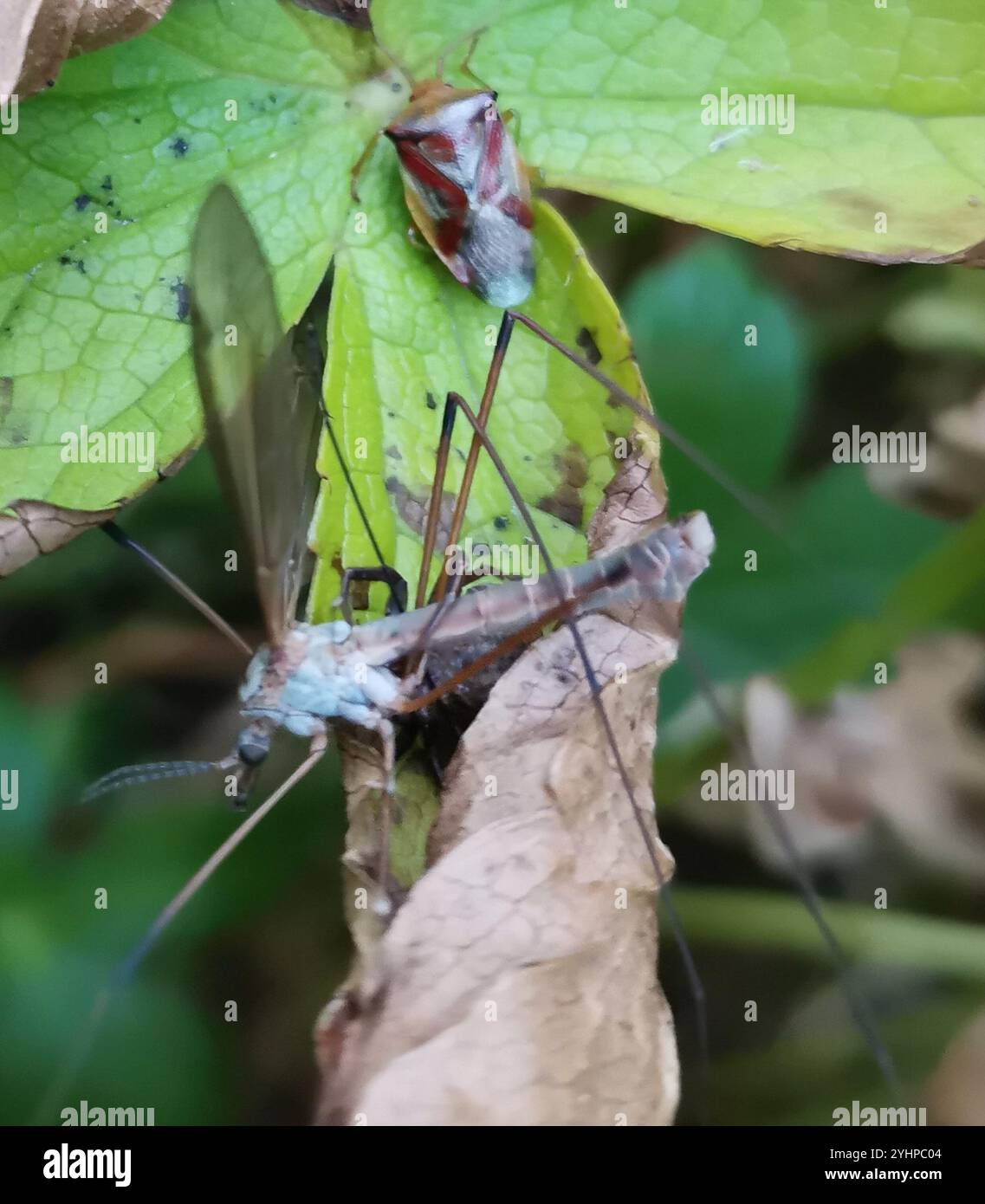 European Crane Fly (Tipula paludosa Stock Photo - Alamy