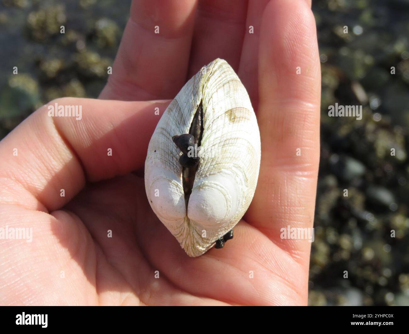 Pacific Littleneck Clam (Leukoma staminea Stock Photo - Alamy
