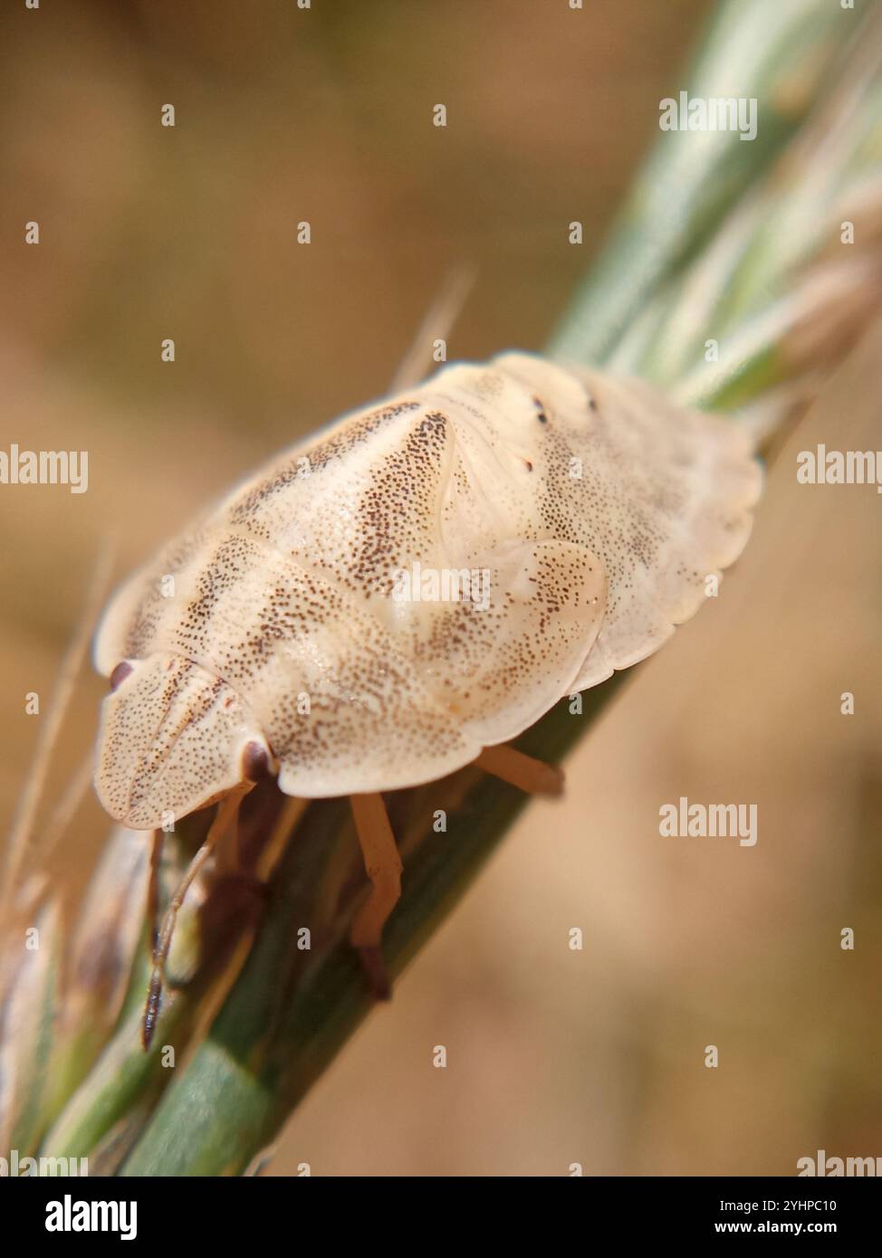 southern broad-bellied bug (Eurygaster austriaca Stock Photo - Alamy