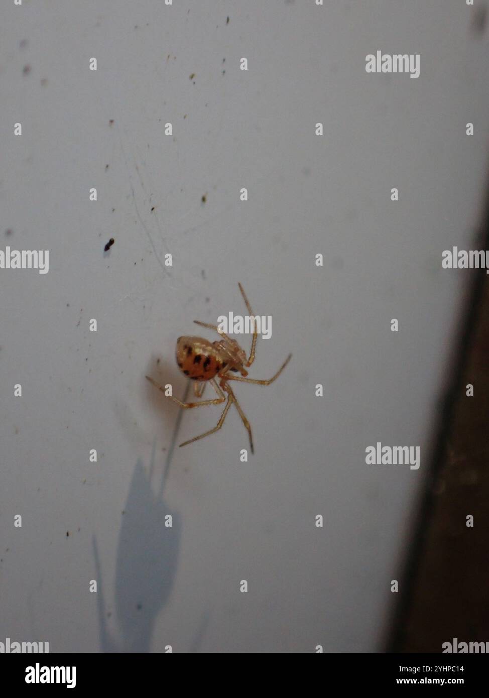 Comb-footed Spiders (Theridiidae Stock Photo - Alamy