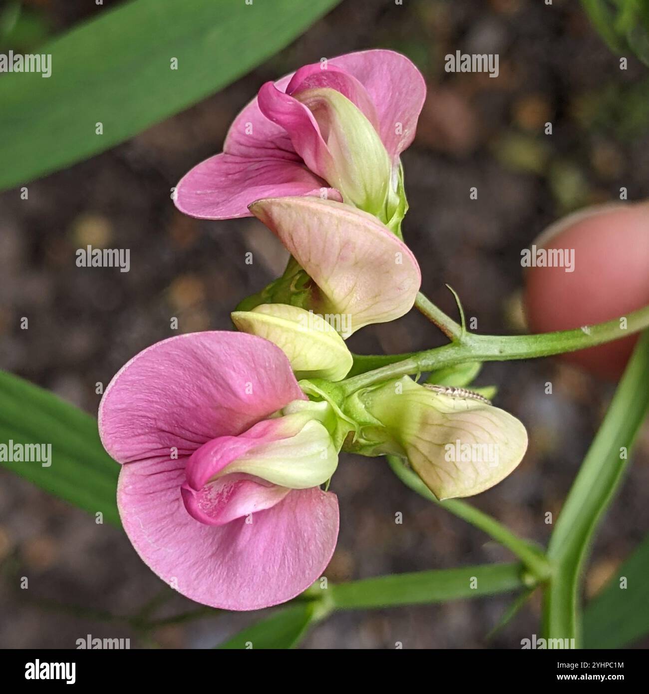 Narrow-leaved Everlasting-pea (Lathyrus sylvestris Stock Photo - Alamy