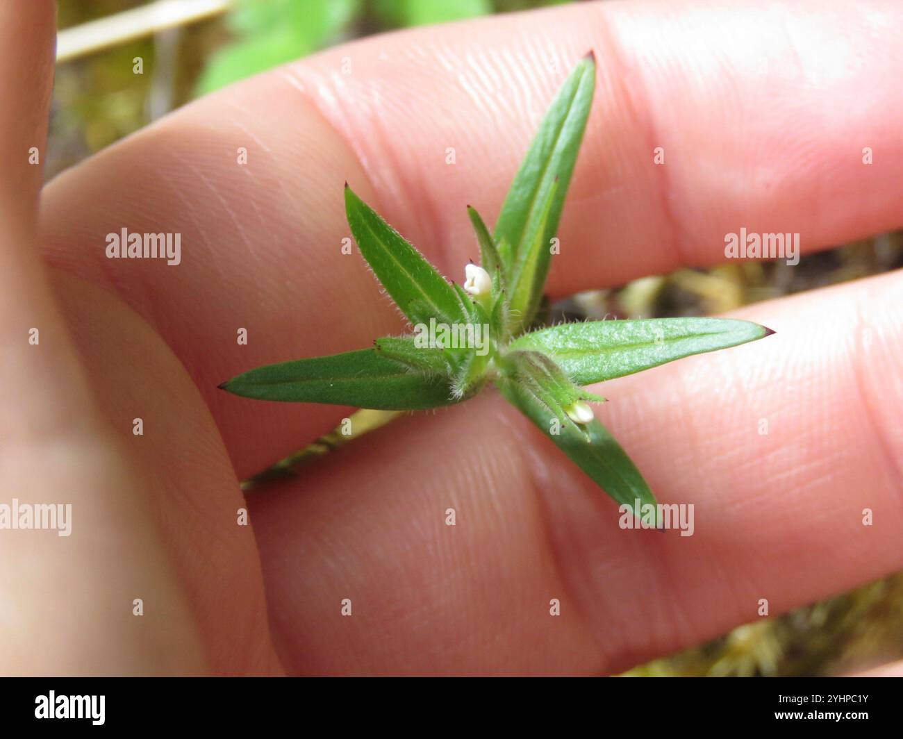 slender phlox (Microsteris gracilis Stock Photo - Alamy