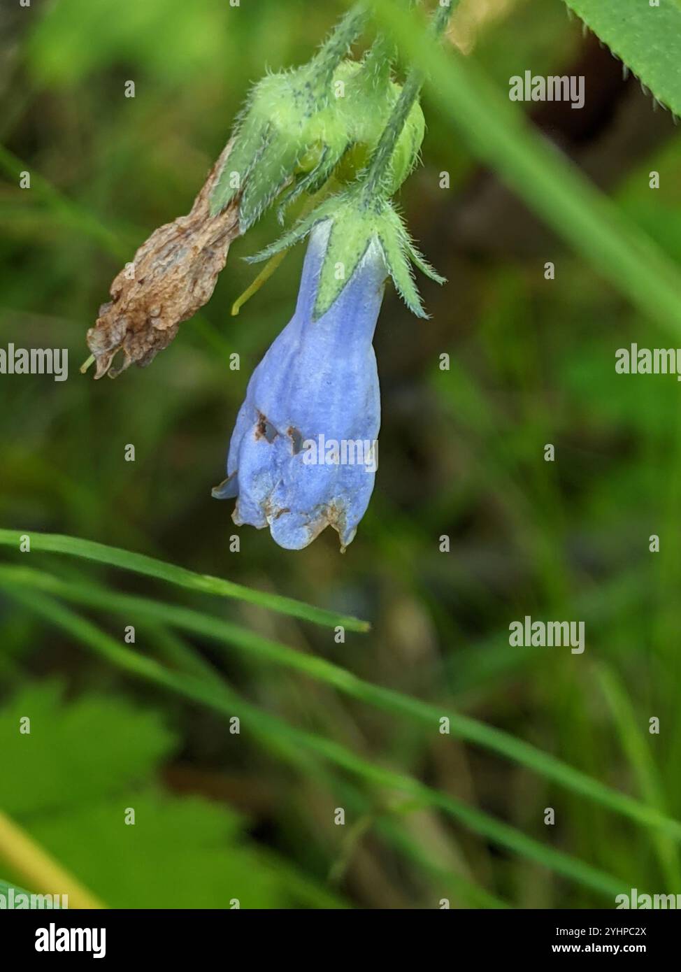 Tall Bluebell (Mertensia paniculata Stock Photo - Alamy