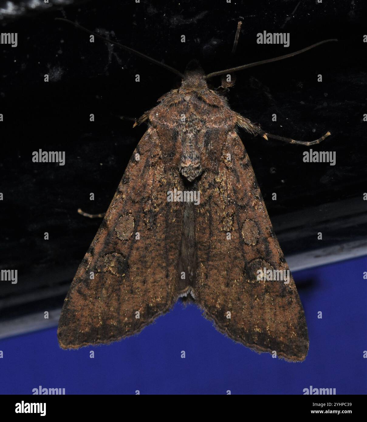 Variegated Cutworm Moth (Peridroma saucia Stock Photo - Alamy