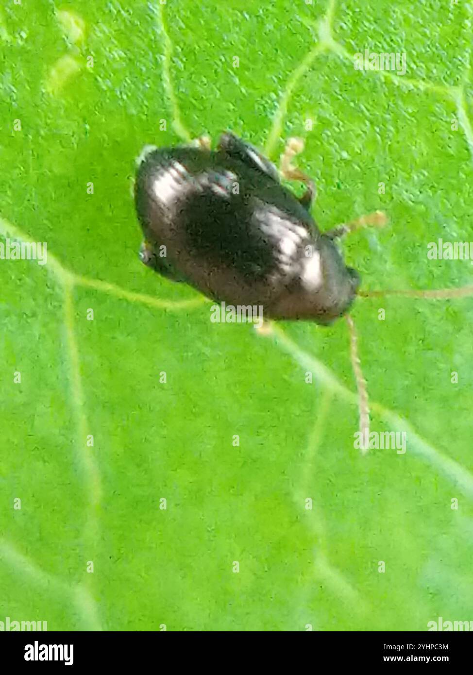 Flea Beetles (Alticini Stock Photo - Alamy