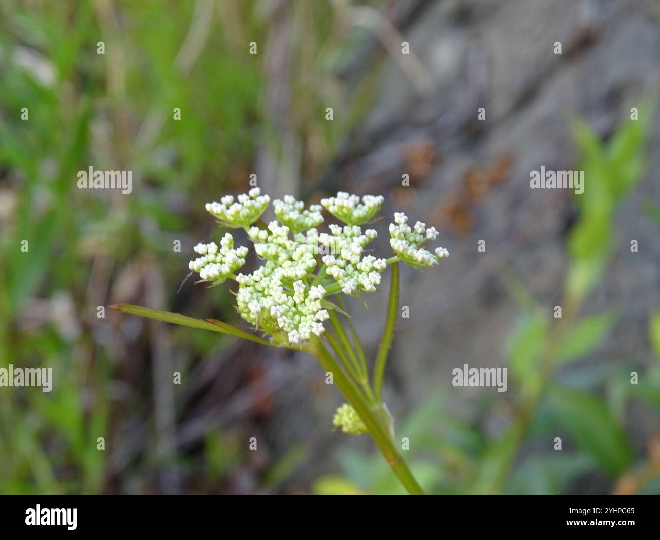water parsnip (Sium suave Stock Photo - Alamy