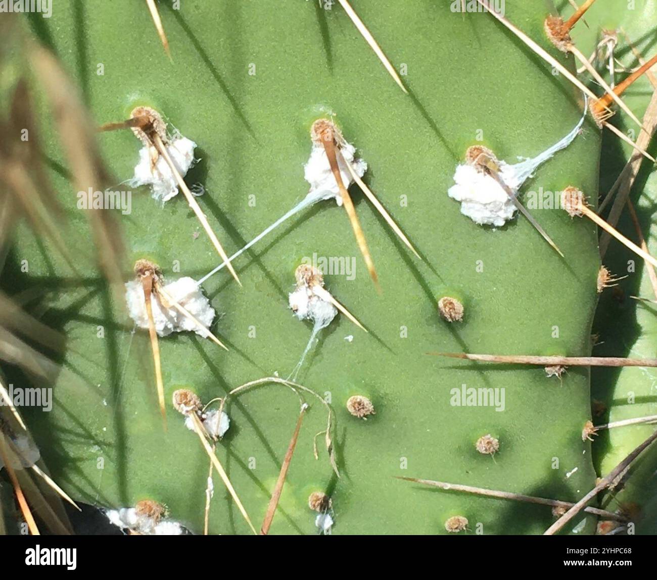 American cochineal bug (Dactylopius confusus Stock Photo - Alamy