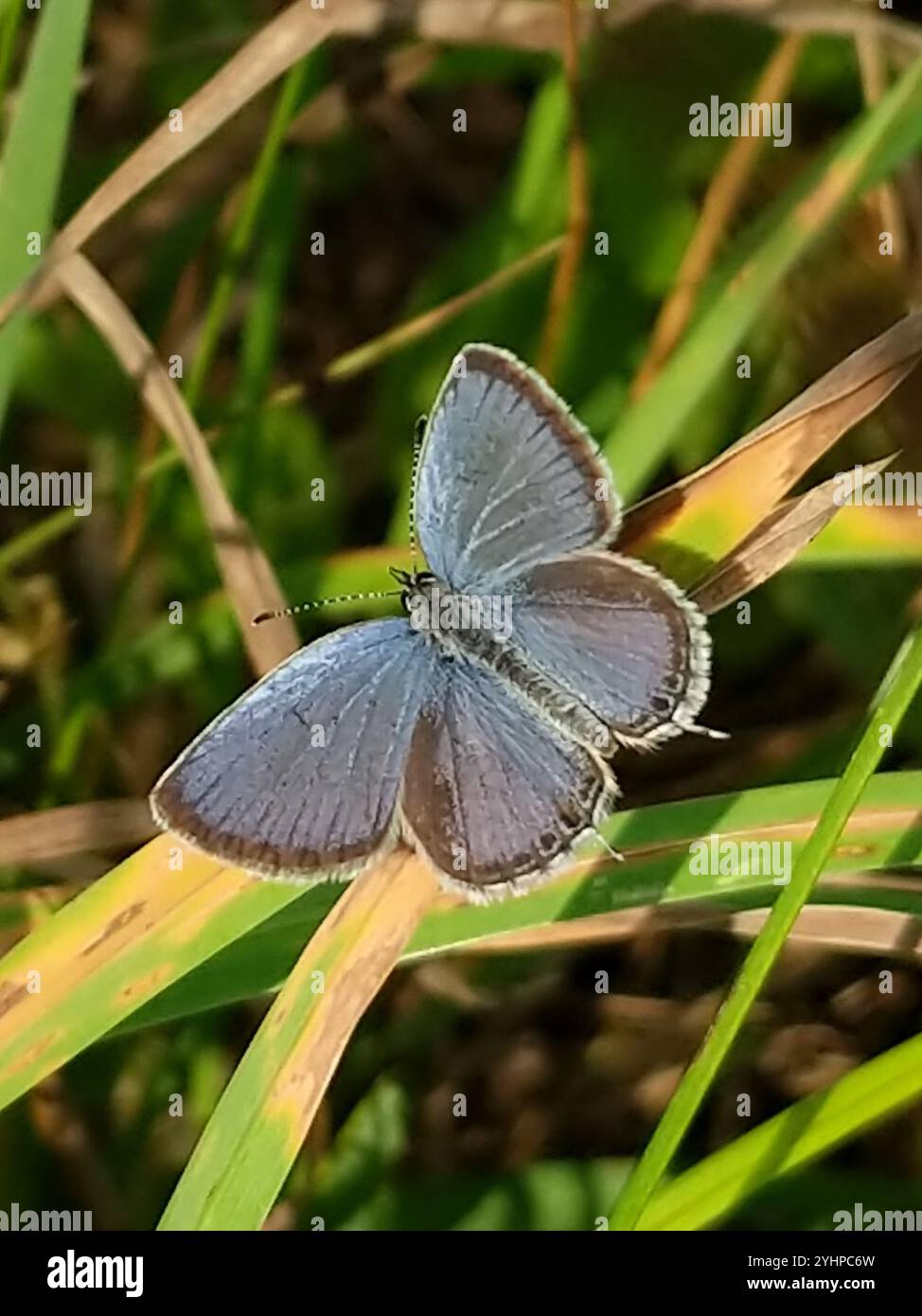 Eastern Tailed-Blue (Cupido comyntas Stock Photo - Alamy