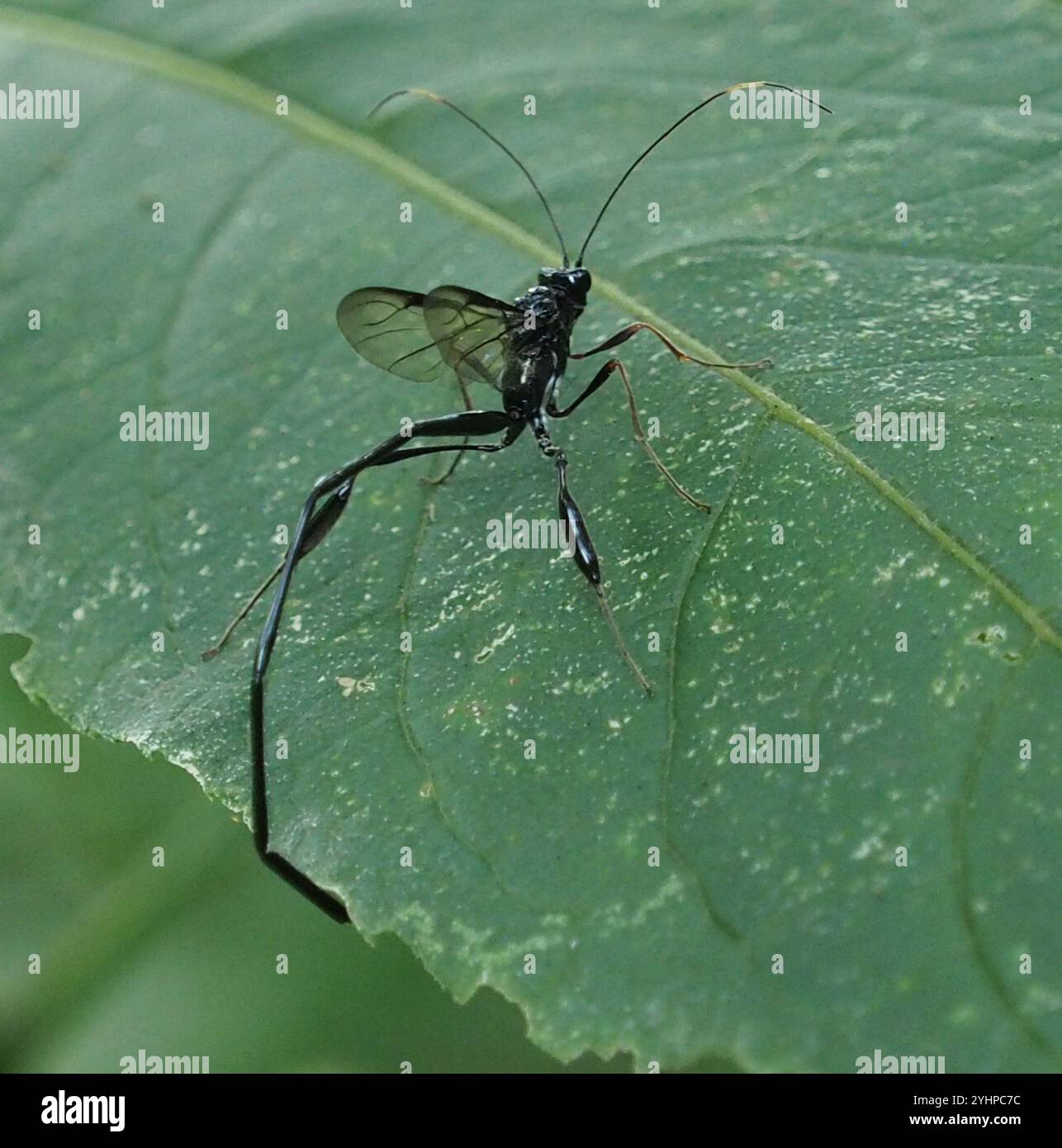 American Pelecinid Wasp (Pelecinus polyturator Stock Photo - Alamy