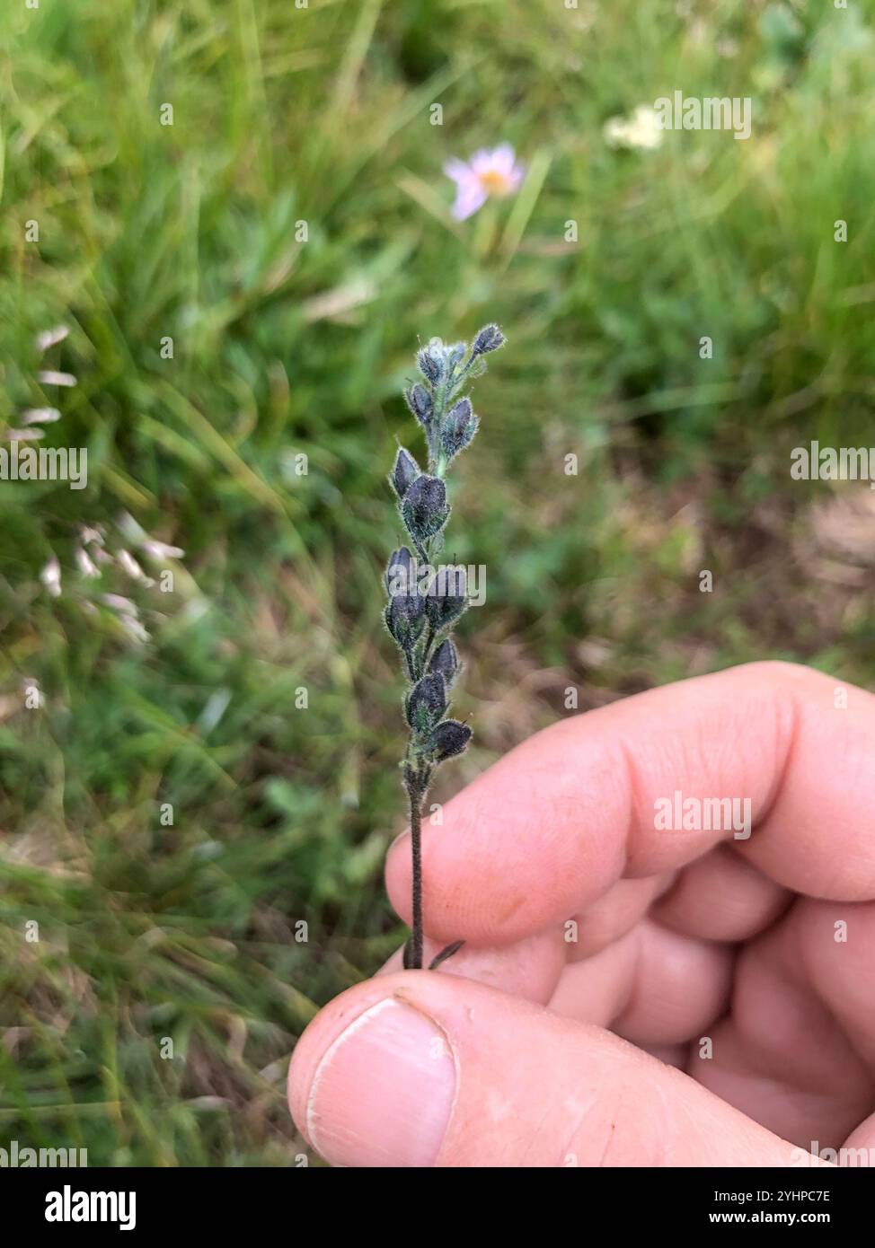 American alpine speedwell (Veronica wormskjoldii Stock Photo - Alamy