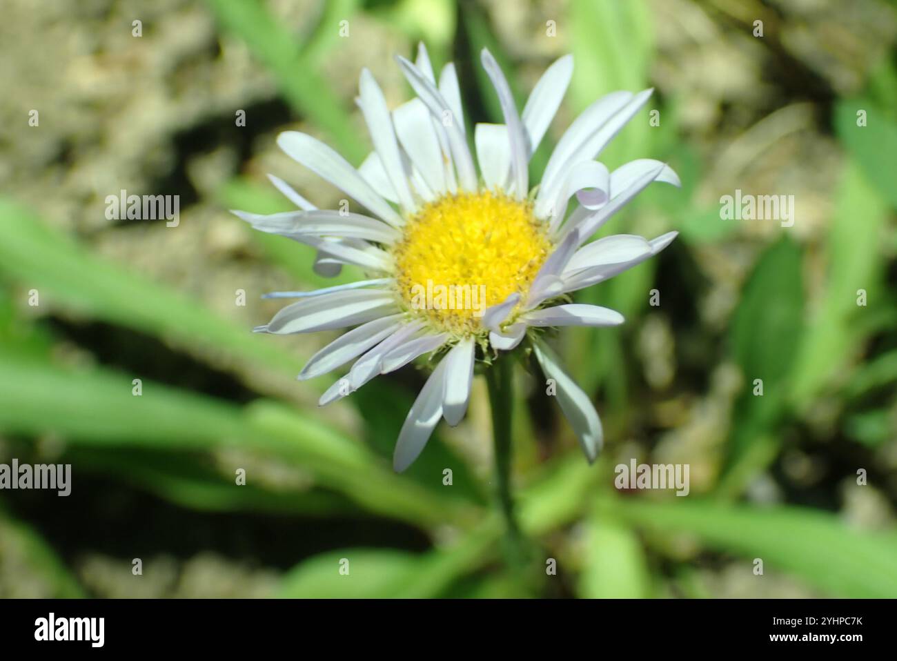 Subalpine Fleabane (Erigeron glacialis glacialis Stock Photo - Alamy
