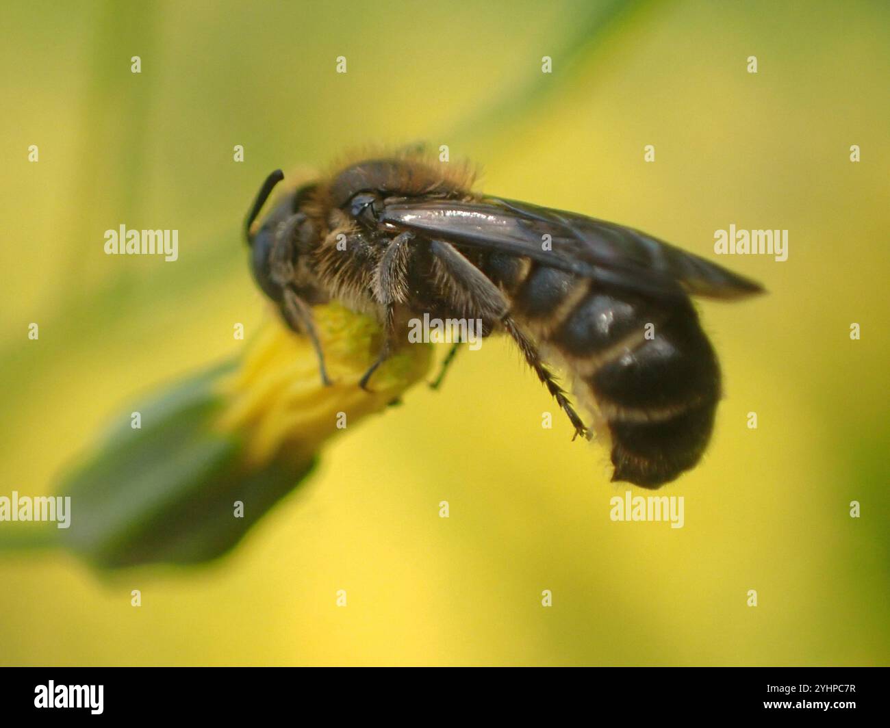 Scissor bees hi-res stock photography and images - Alamy