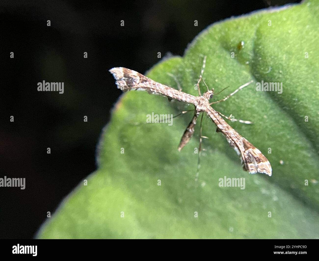 Geranium plume moth hi-res stock photography and images - Alamy