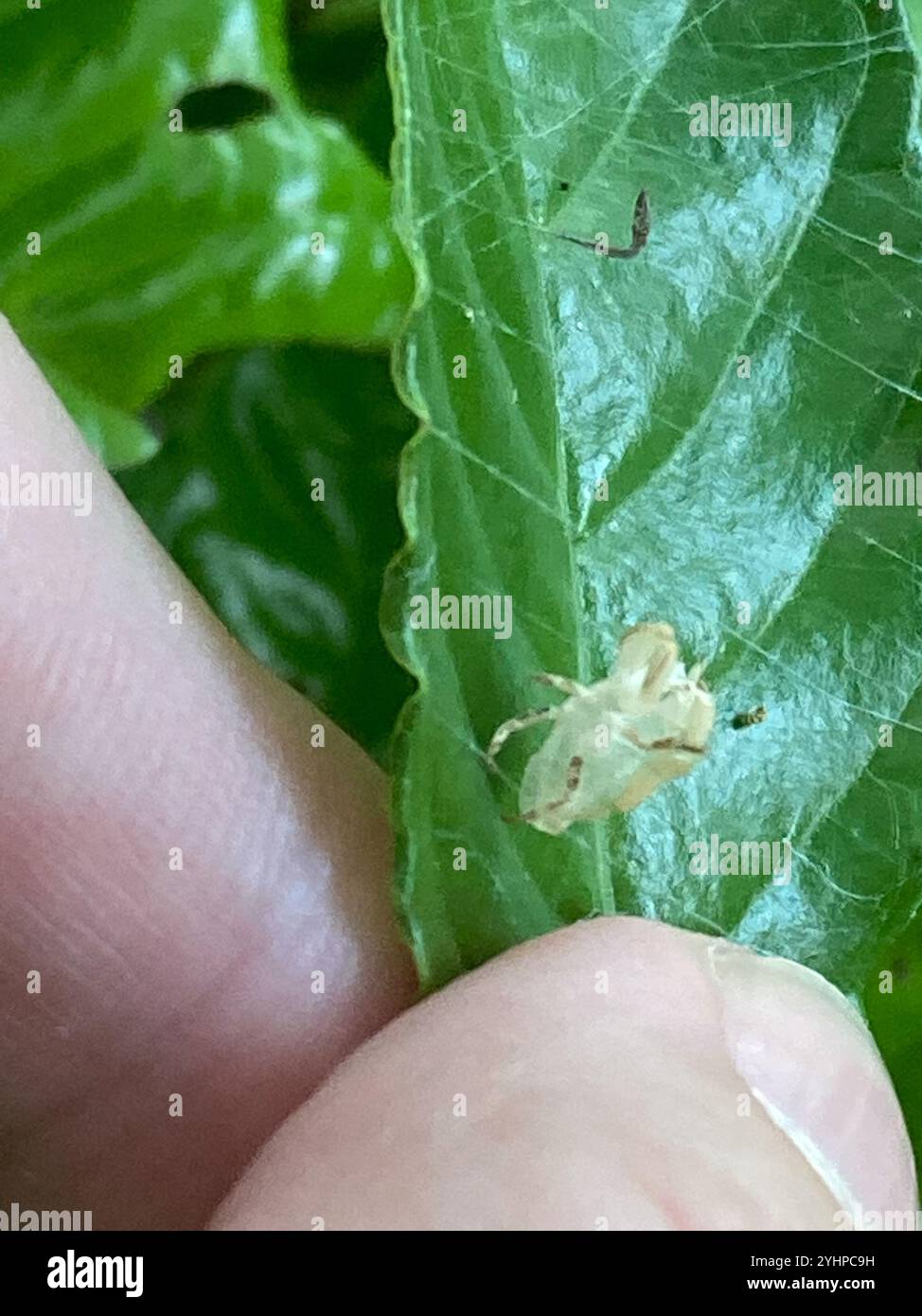True Bugs, Hoppers, Aphids, and allies (Hemiptera Stock Photo - Alamy