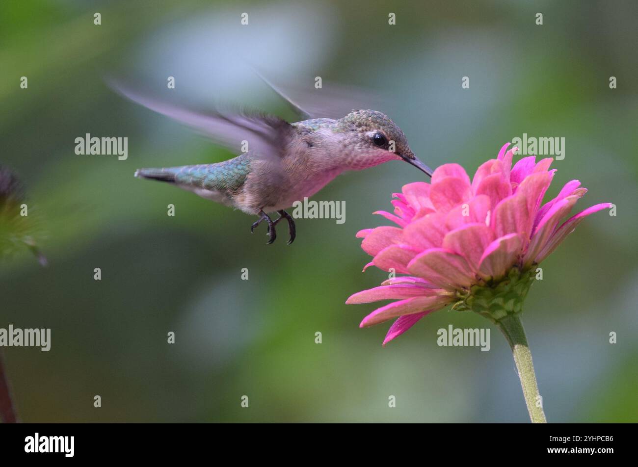 Ruby-throated Hummingbird (Archilochus colubris Stock Photo - Alamy