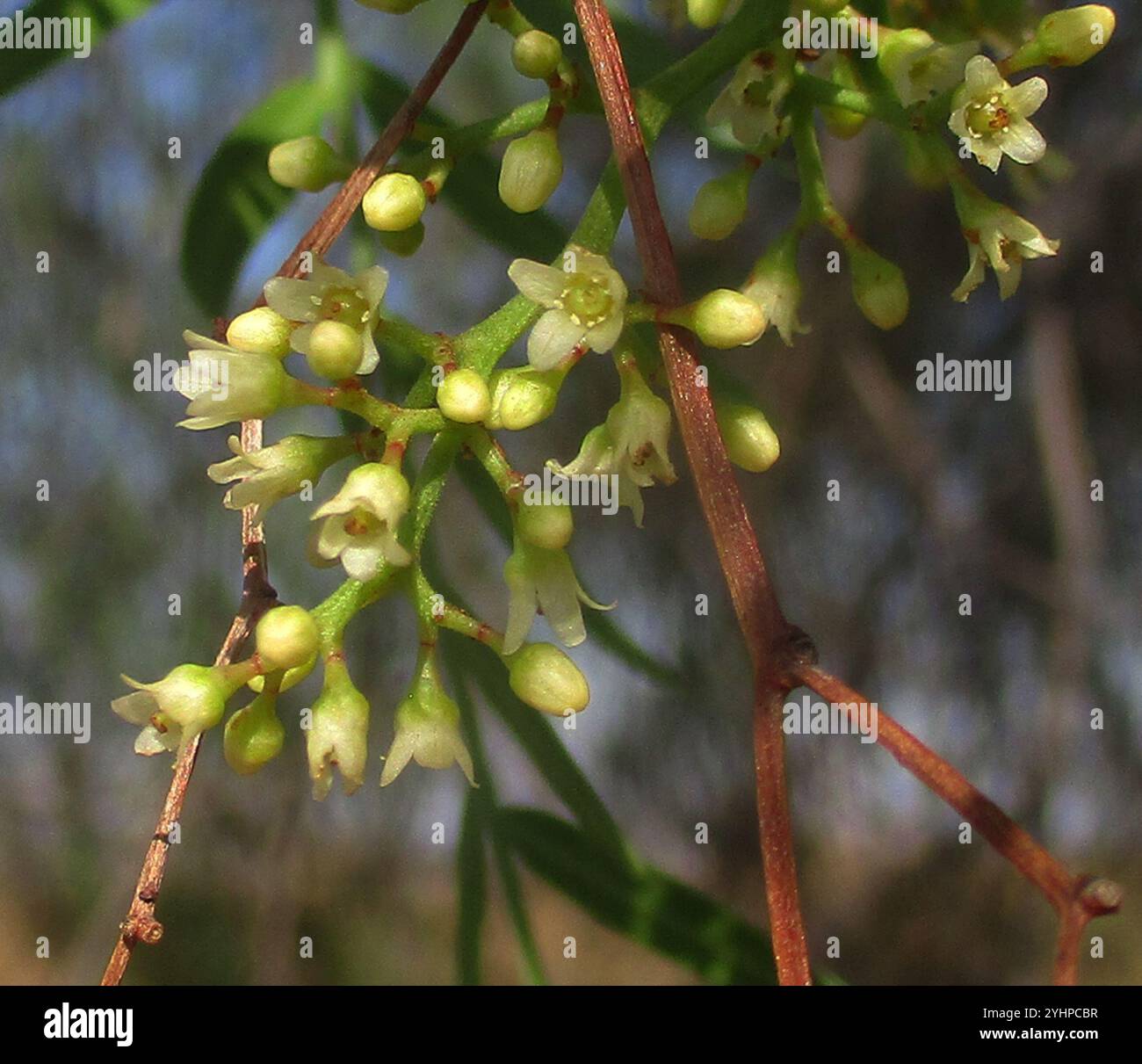Peruvian Pepper Tree (Schinus molle Stock Photo - Alamy