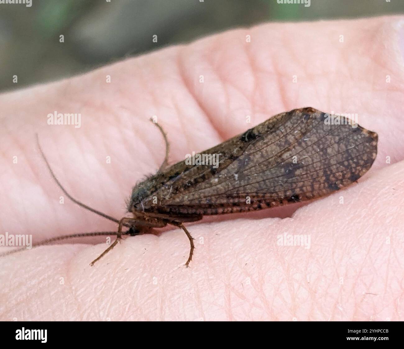 Giant Casemaker Caddisflies (Phryganeidae Stock Photo - Alamy