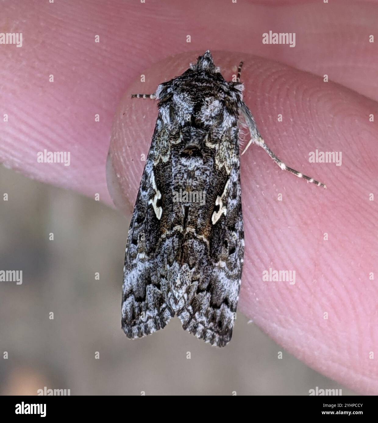 Hooked Silver Y Moth (Syngrapha alias Stock Photo - Alamy