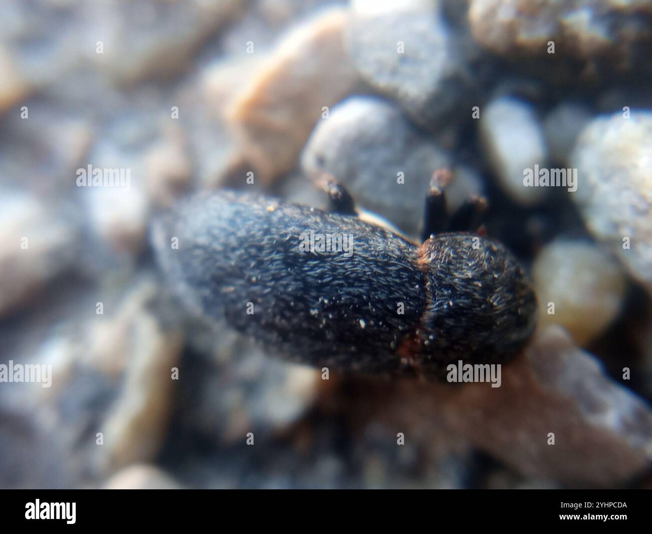 Dermestes laniarius hi-res stock photography and images - Alamy