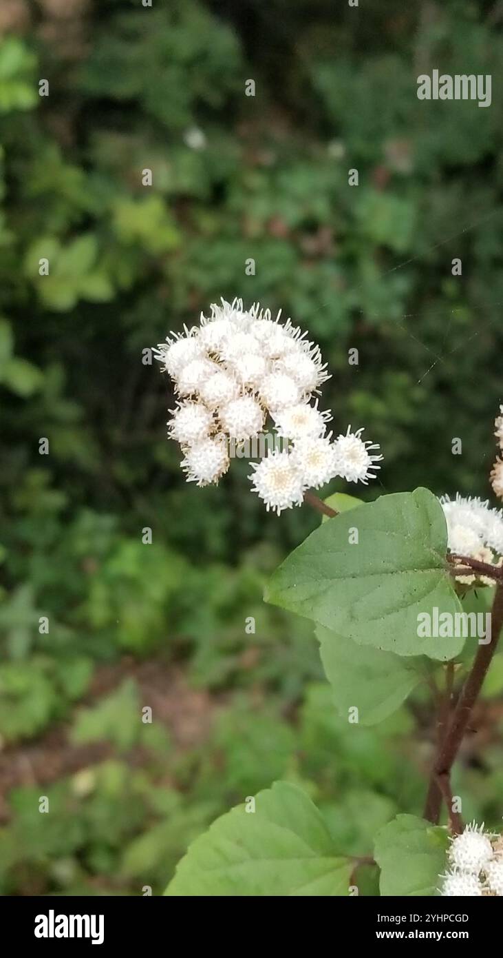 Crofton Weed (Ageratina adenophora Stock Photo - Alamy