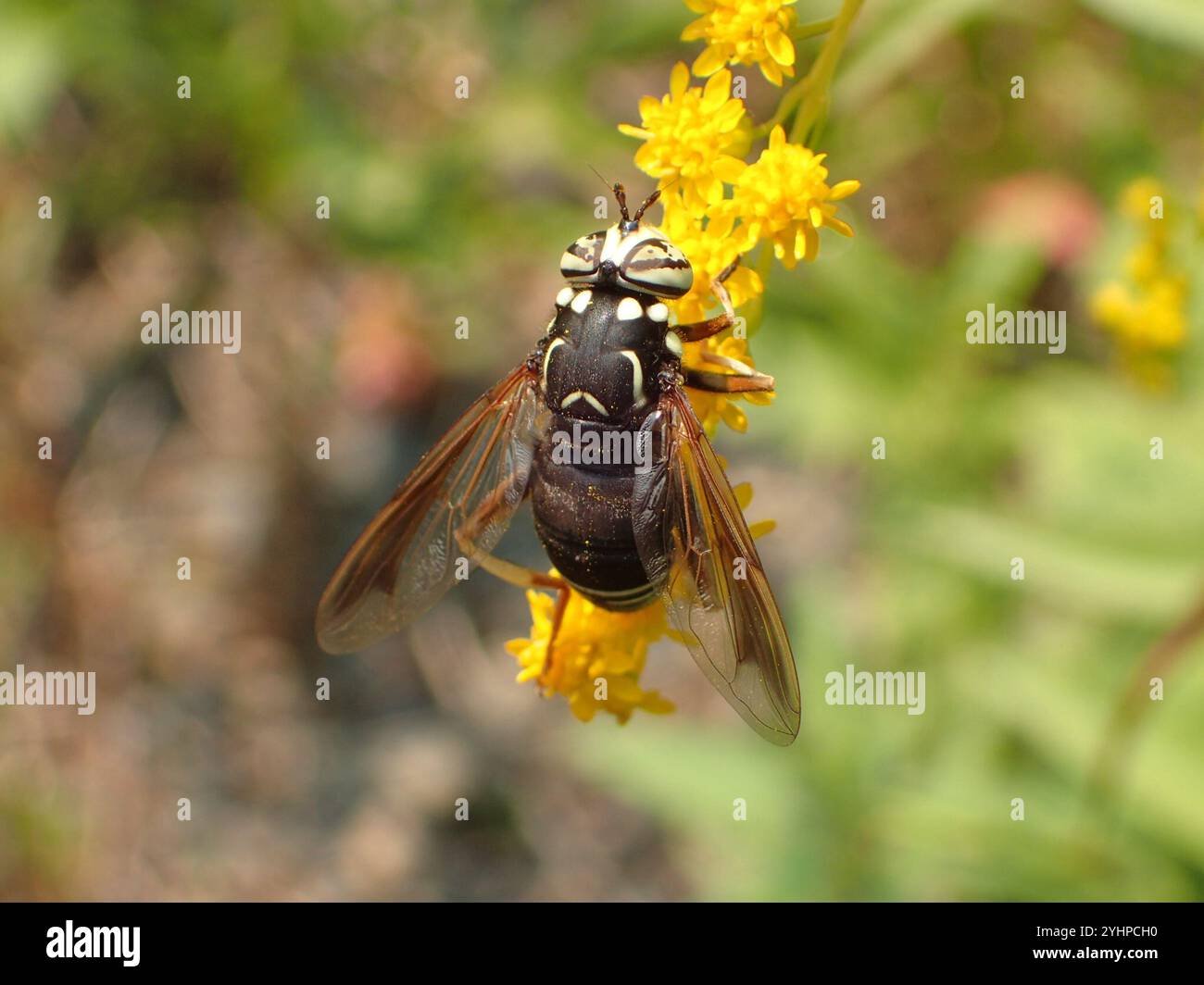 Bald-faced Hornet Fly (Spilomyia fusca Stock Photo - Alamy