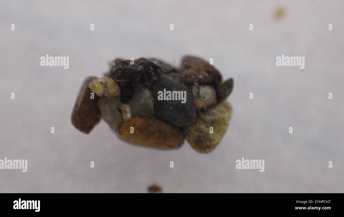 Little Black Caddisflies (Glossosomatidae Stock Photo - Alamy