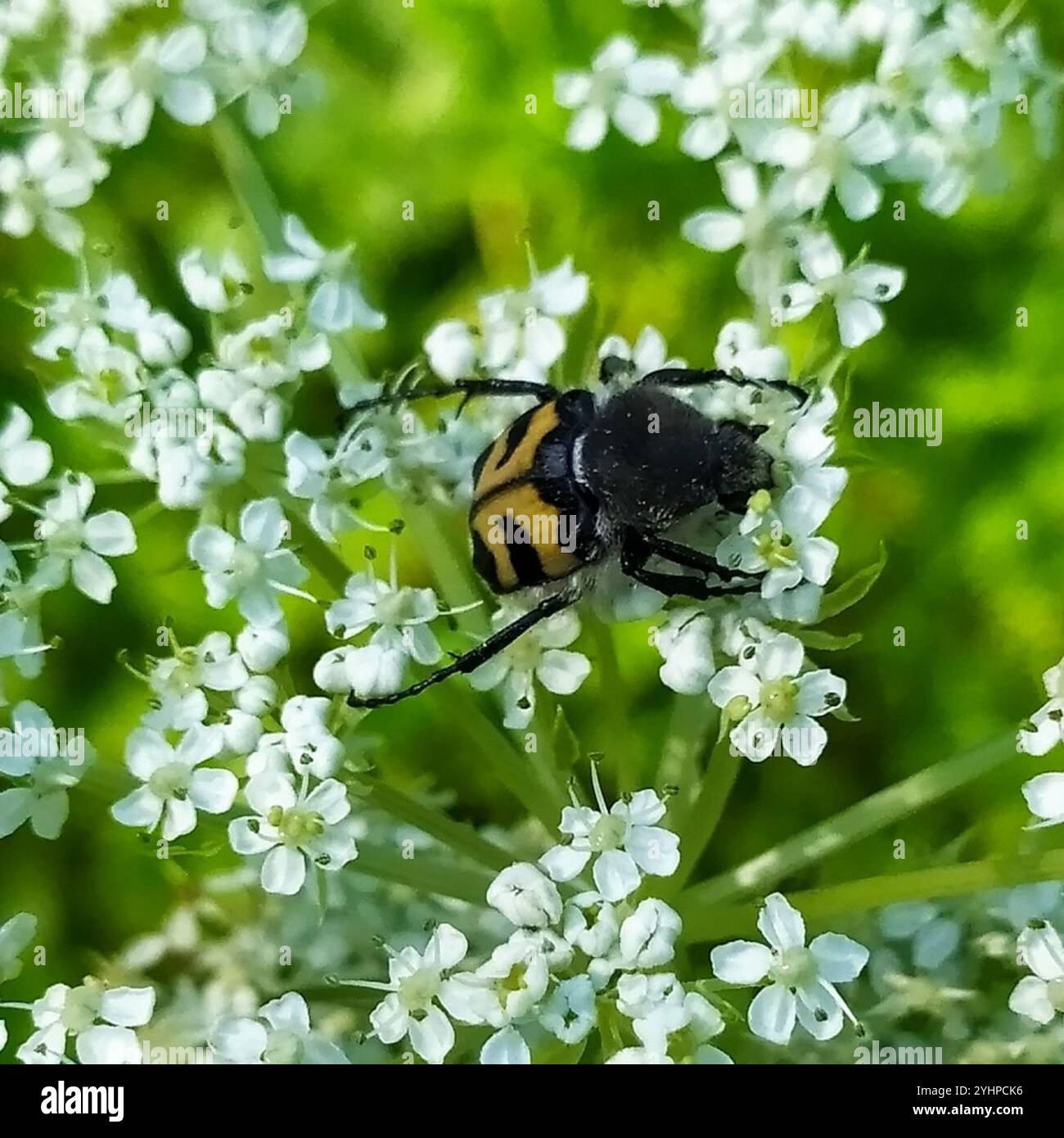 Eurasian Bee Beetle (Trichius fasciatus Stock Photo - Alamy