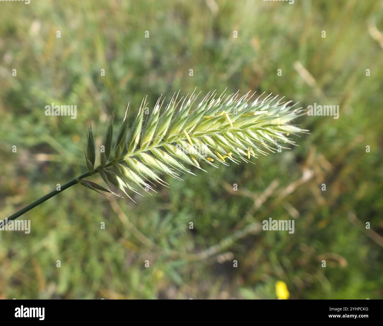 Crested Wheatgrass (Agropyron cristatum Stock Photo - Alamy