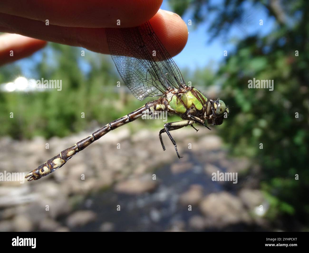 Boreal Snaketail (Ophiogomphus colubrinus Stock Photo - Alamy