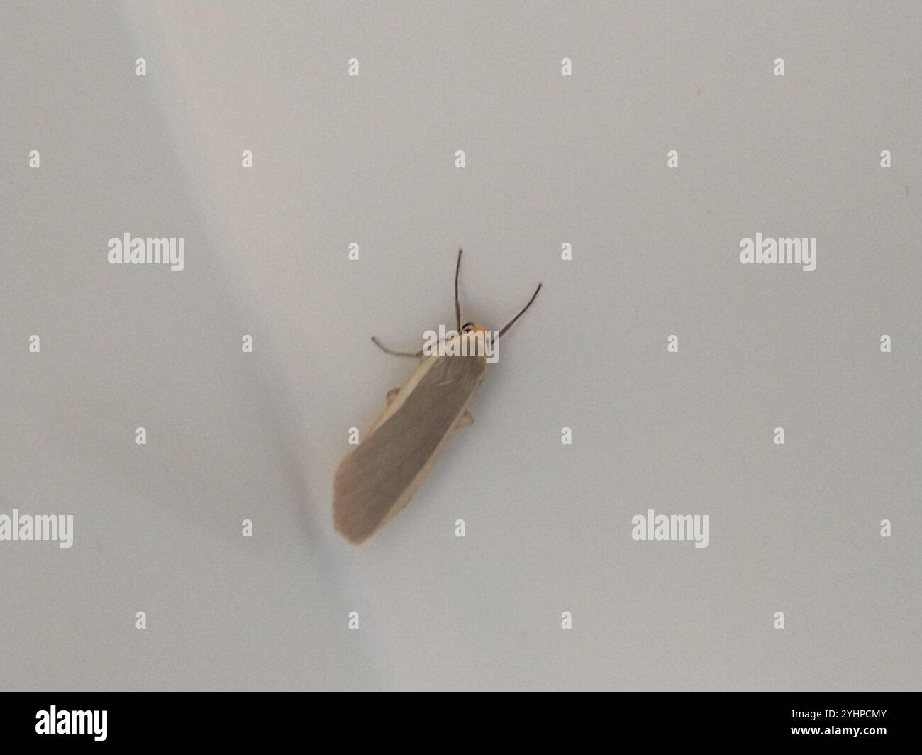 Common Footman (Eilema lurideola Stock Photo - Alamy