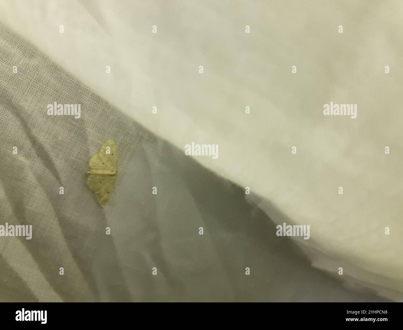 Small Fan-footed Wave (Idaea biselata Stock Photo - Alamy