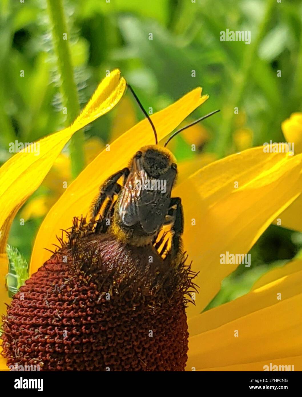 Oblique Longhorn (Svastra obliqua Stock Photo - Alamy