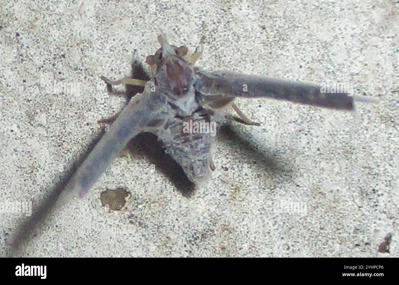 Derbid planthoppers hi-res stock photography and images - Alamy