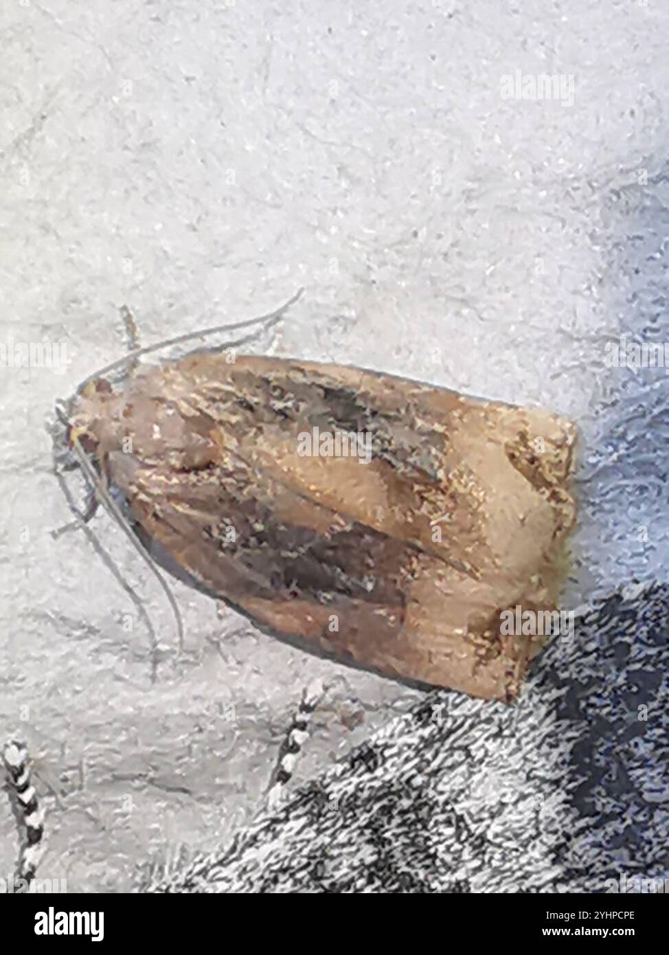 Archips podana hi-res stock photography and images - Alamy