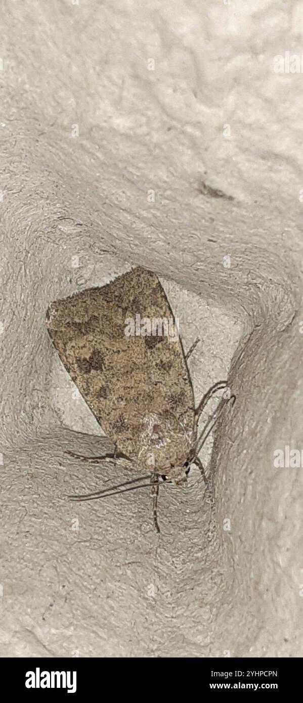 Mottled Rustic (Caradrina morpheus Stock Photo - Alamy