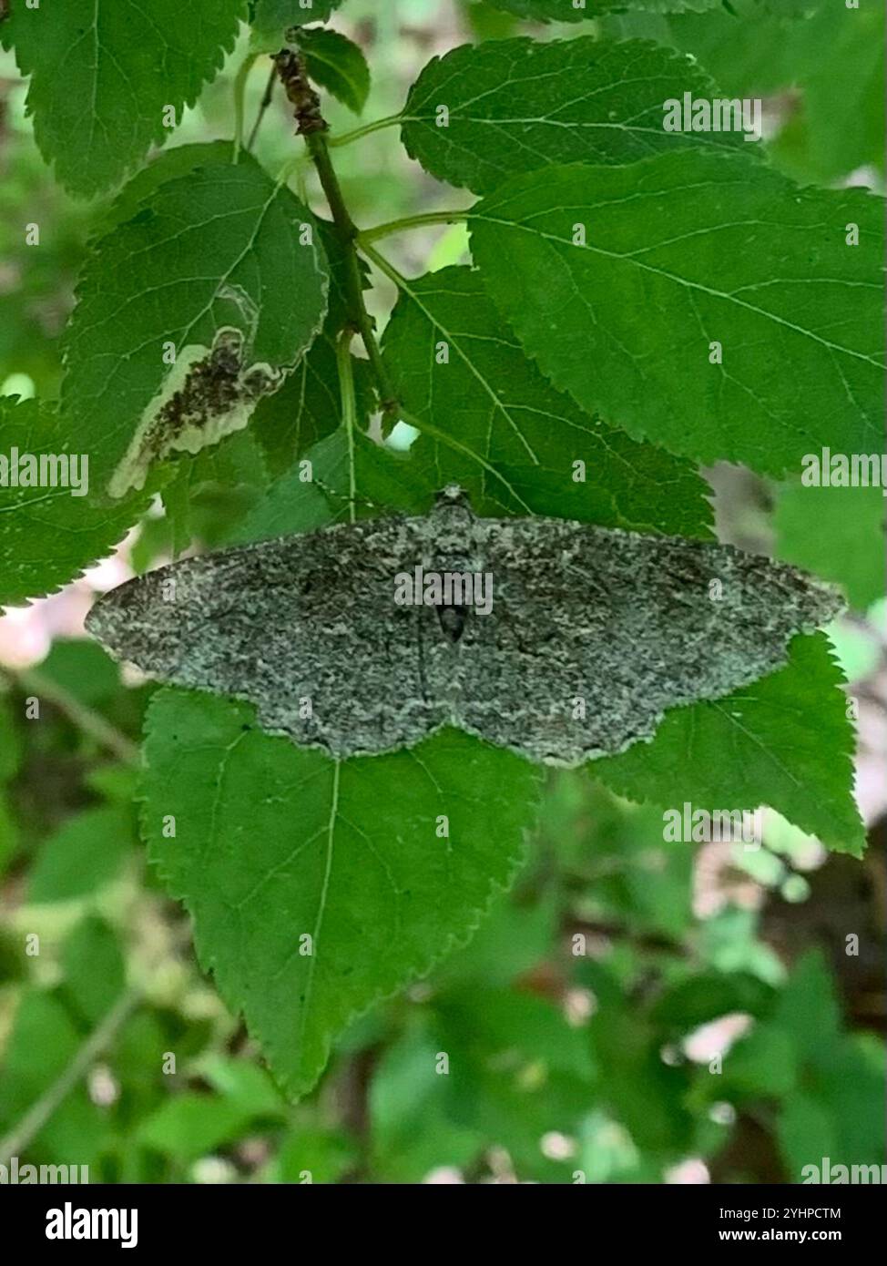 Mottled beauty alcis repandata hi-res stock photography and images - Alamy